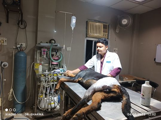 Dr Suraj Sharma | Veterinary Medicine | DrPET Online